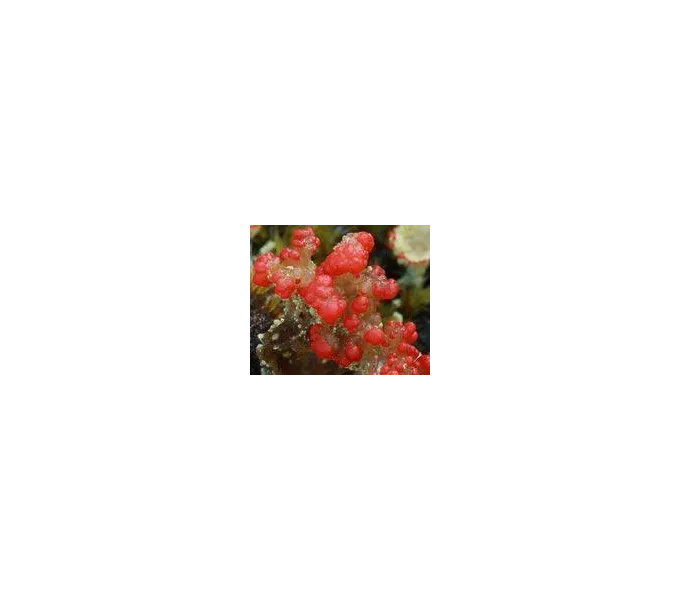 FINDHORN ELF CUP LICHEN 15 ML