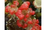 FINDHORN ELF CUP LICHEN 15 ML